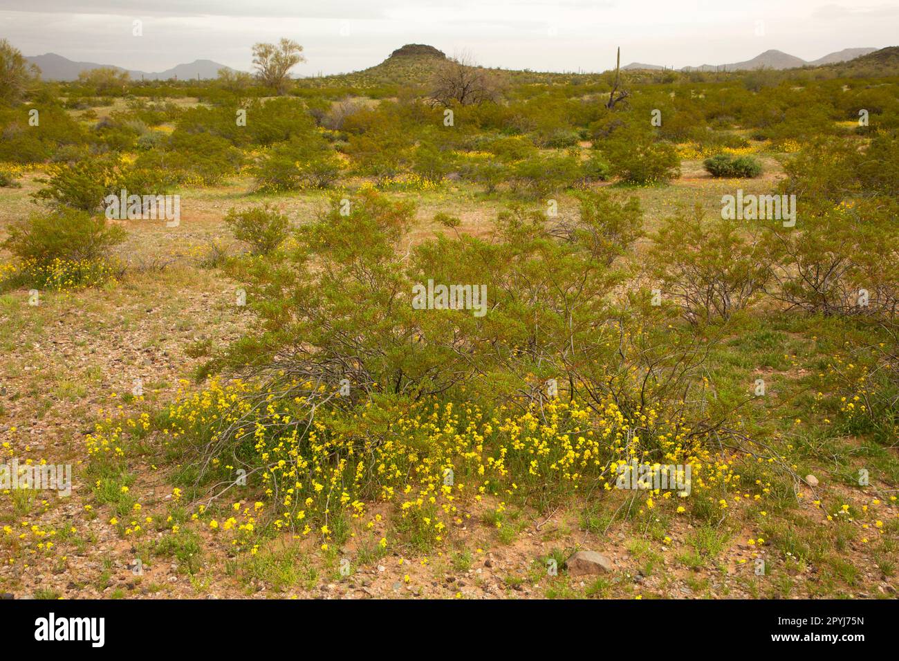Arizona creosote hi-res stock photography and images - Alamy
