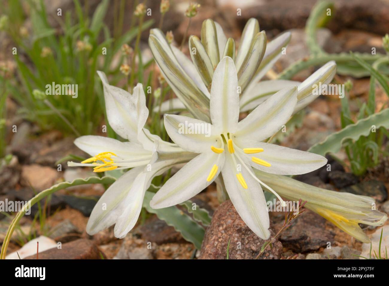 Desert lily (Hesperocallis undulata), Sonoran Desert National Monument ...
