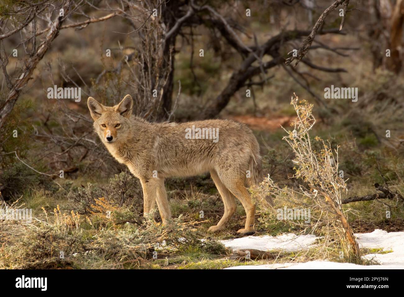 Coyote, Grand Canyon National Park, Arizona Stock Photo - Alamy