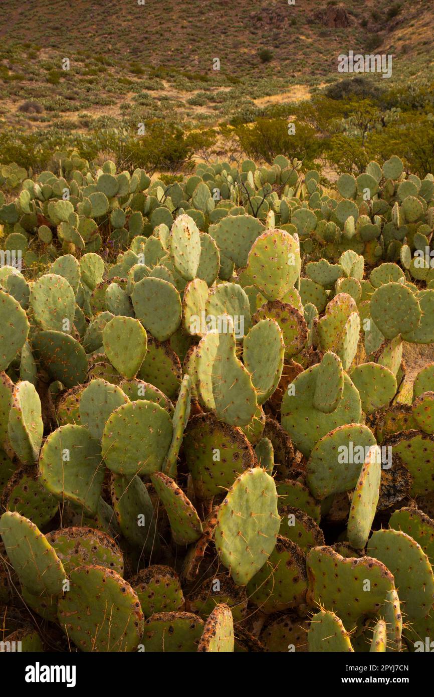 Prickly pear cactus in Little Florida Mountains, Rockhound State Park ...