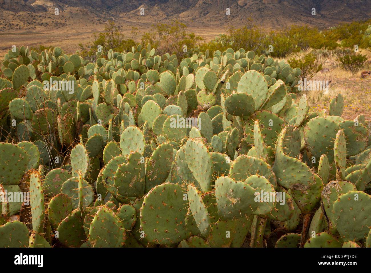 Prickly pear cactus in Little Florida Mountains, Rockhound State Park ...