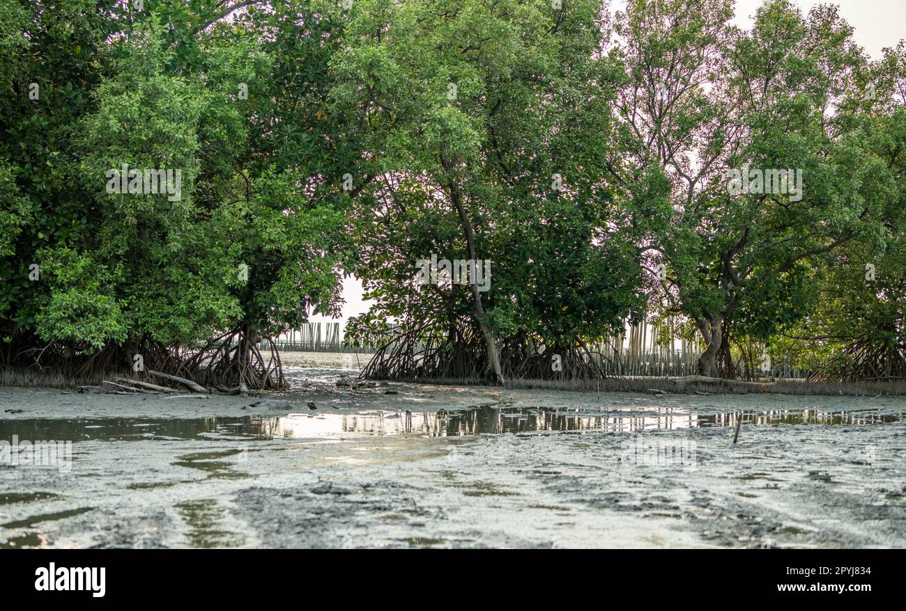 Green mangrove forest and mudflat at the coast. Mangrove ecosystem ...
