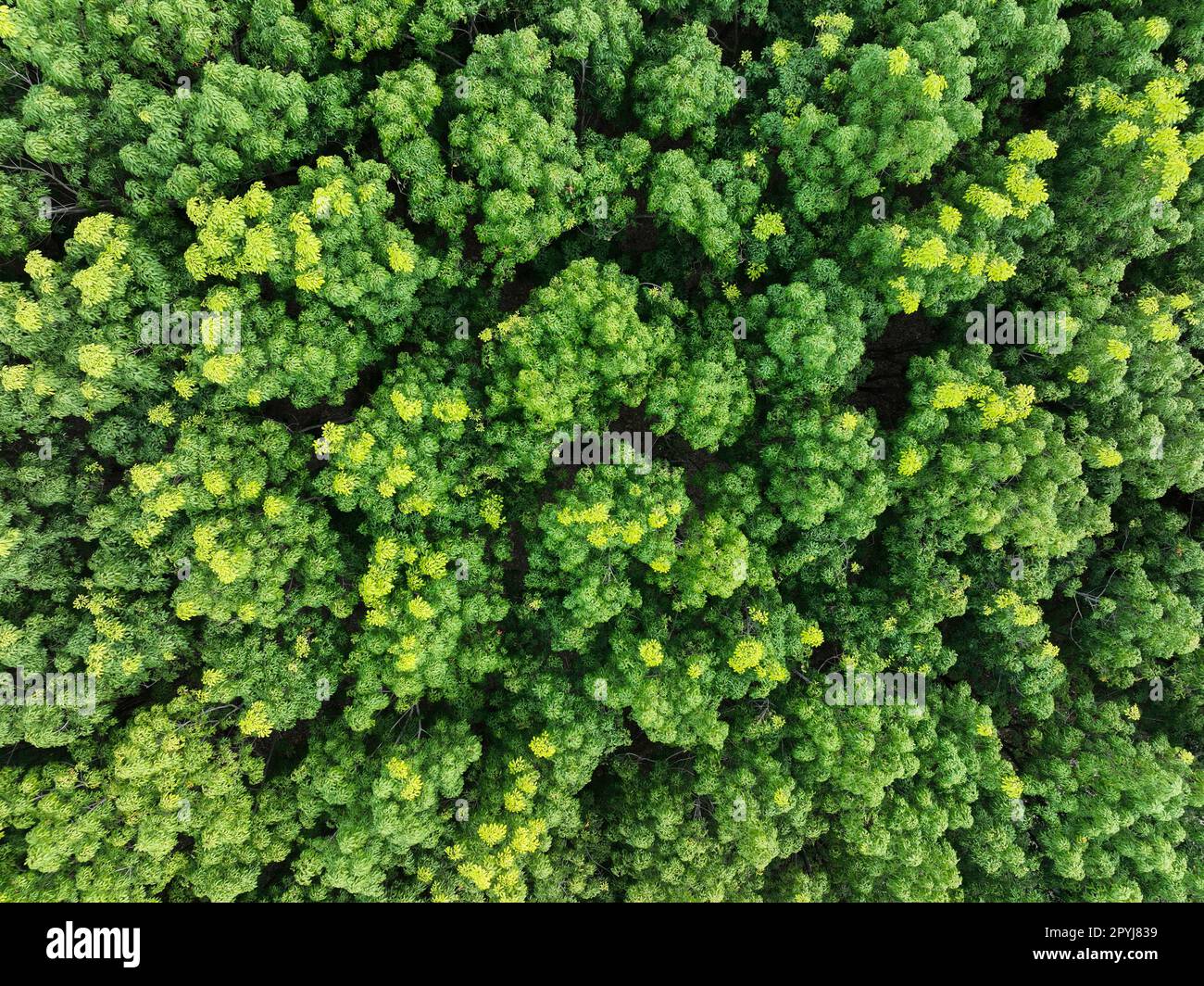 Aerial top view of rubber forest. Drone view of dense green rubber ...