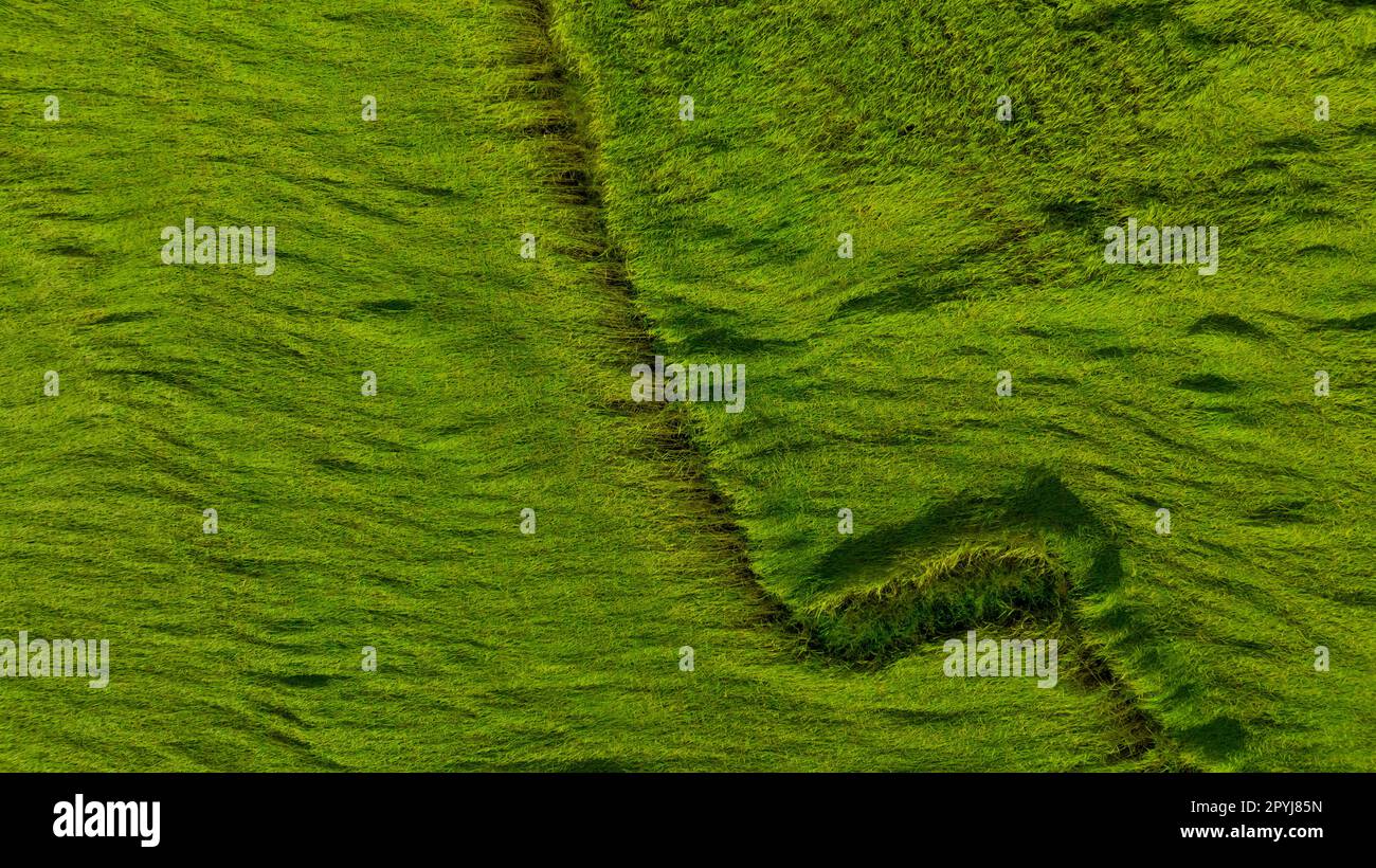 Aerial view of green rice field texture background. Rice plants bend ...
