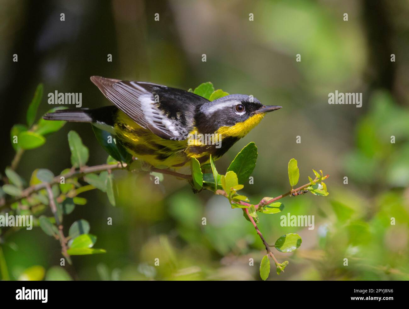 Blackburnian warbler (Setophaga fusca) close up Stock Photo - Alamy