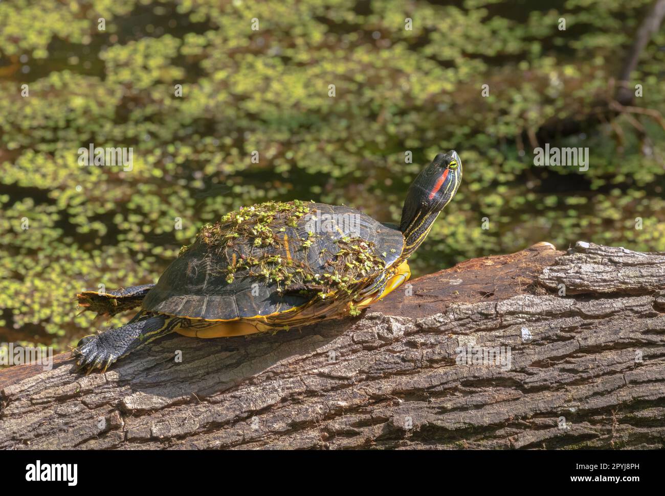 The red-eared slider or red-eared terrapin (Trachemys scripta elegans ...