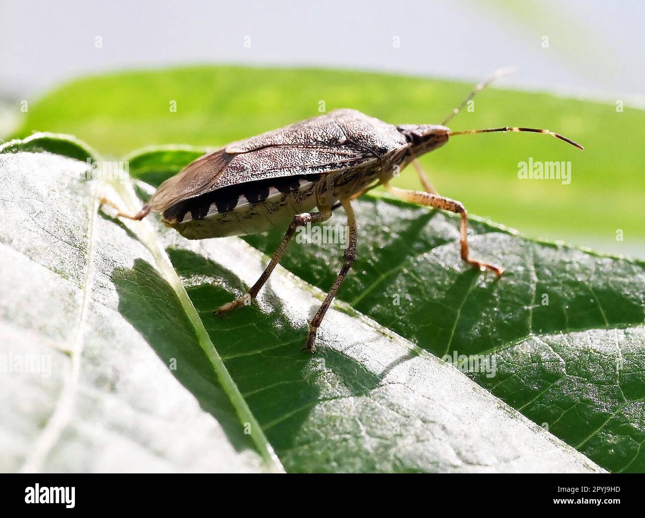 Marbled tree bug hi-res stock photography and images - Alamy