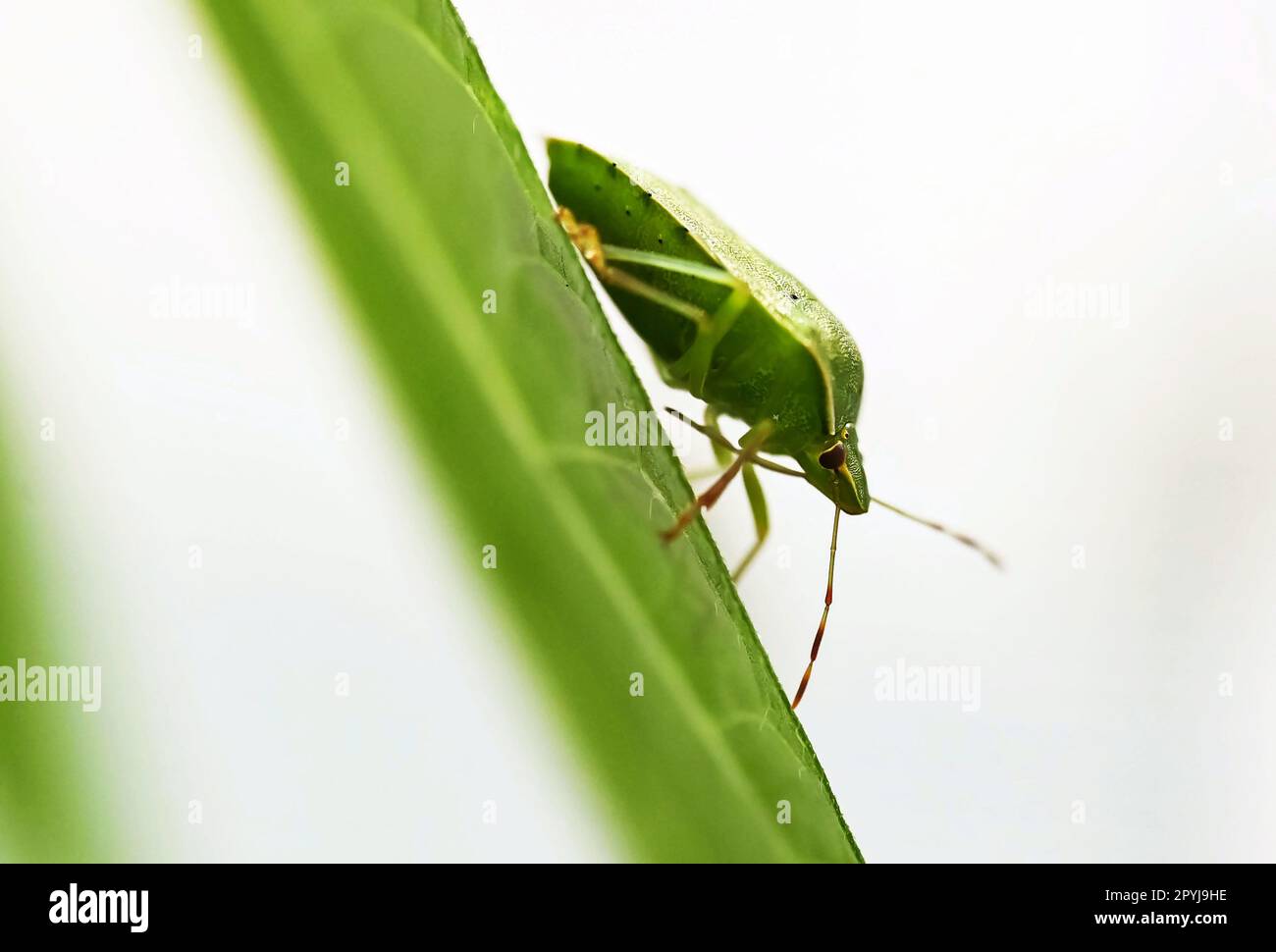 Green rice bug hi-res stock photography and images - Alamy