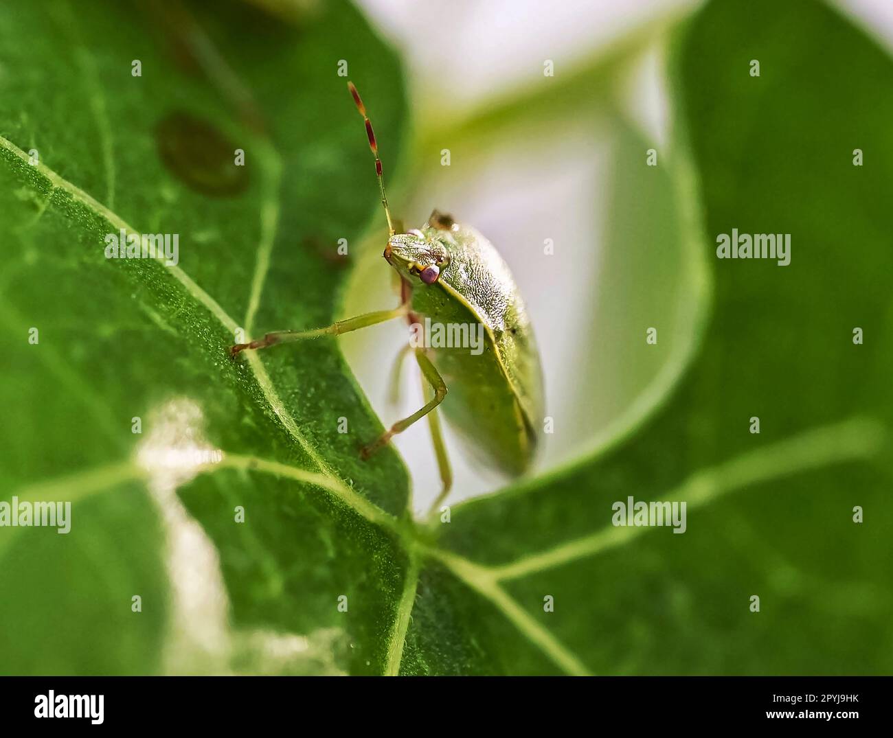 Nezara viridula first hi-res stock photography and images - Alamy
