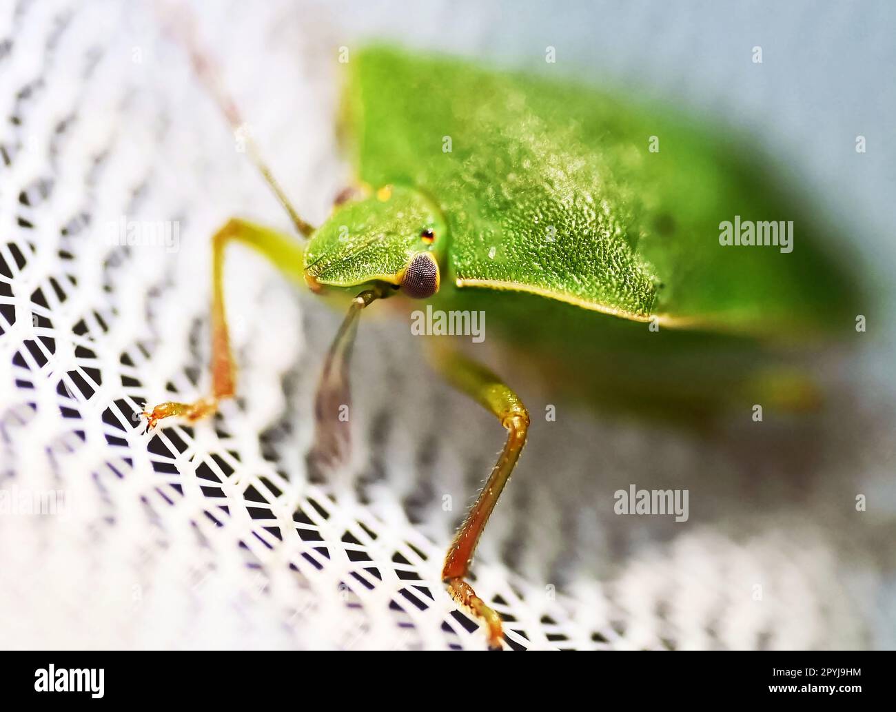 Green rice bug hi-res stock photography and images - Alamy