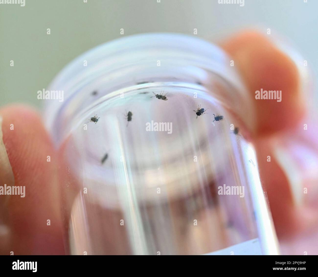 Karlsruhe, Germany. 21st Apr, 2023. At the Augustenberg Agricultural ...