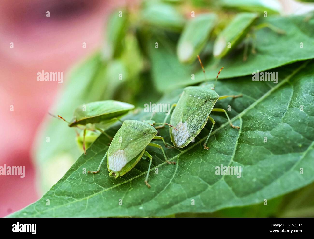 Karlsruhe, Germany. 21st Apr, 2023. Live green rice bugs (Nezara ...