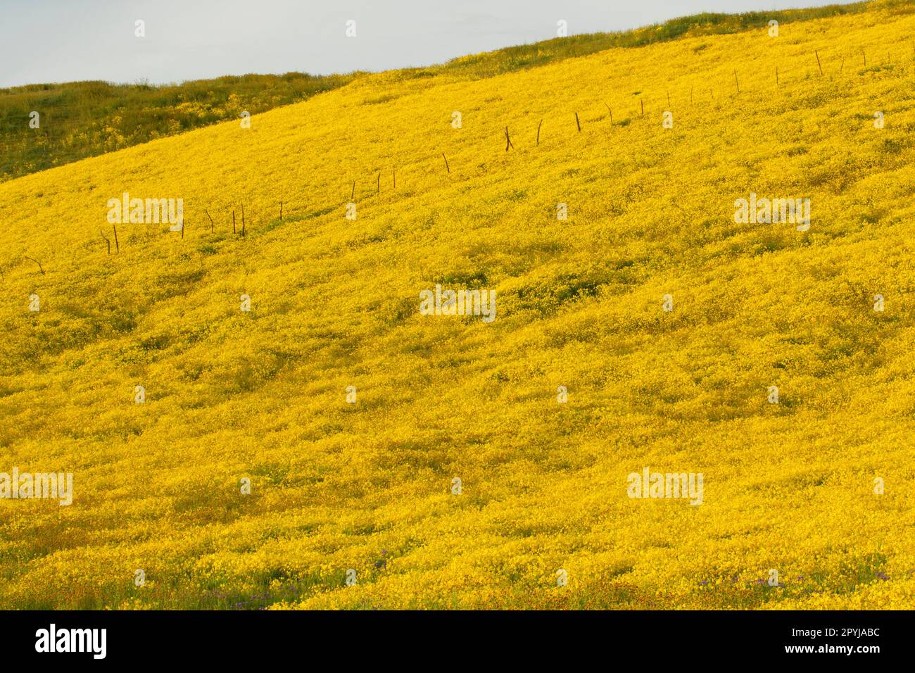 Hillside daisy (Monolopia lanceolata) slope, Carrizo Plain National ...