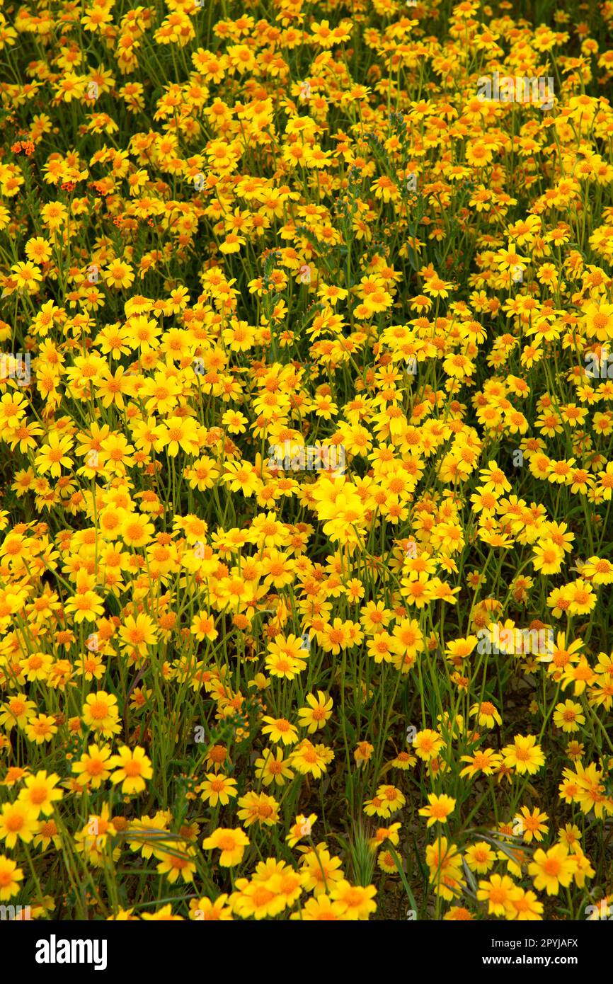 Hillside daisy (Monolopia lanceolata), Carrizo Plain National Monument ...