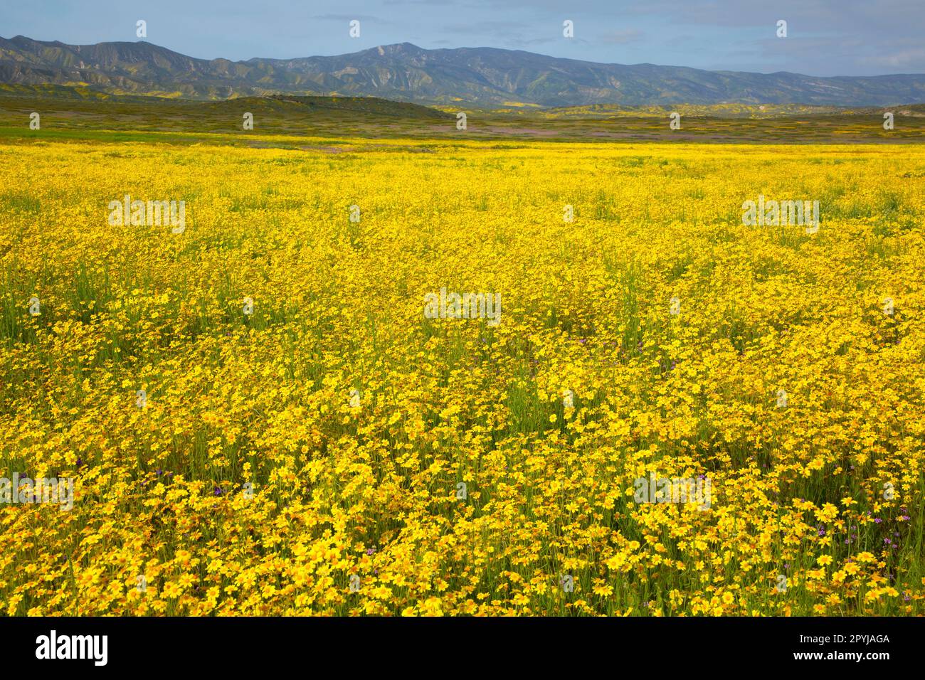 Hillside daisy (Monolopia lanceolata), Carrizo Plain National Monument ...