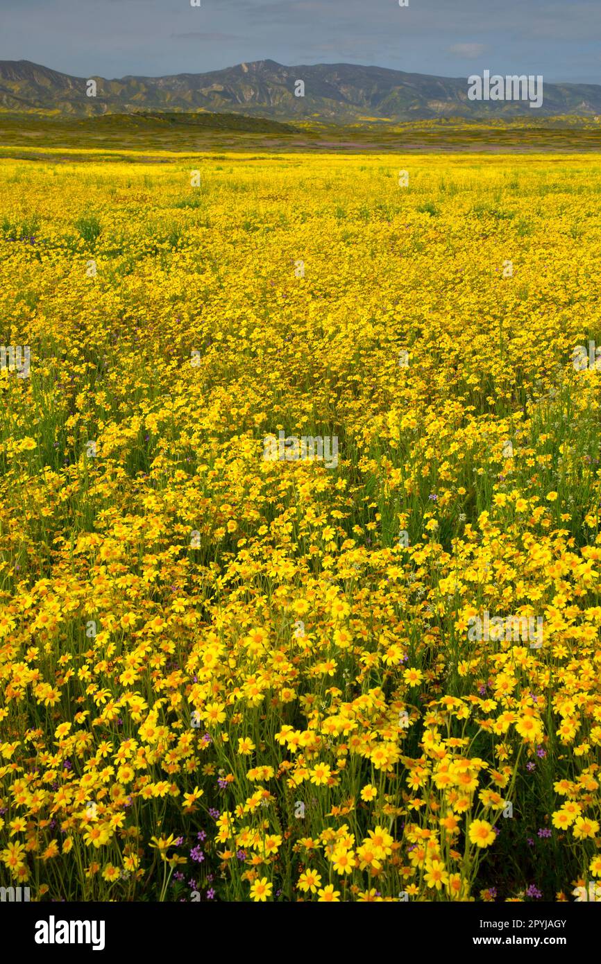 Hillside daisy (Monolopia lanceolata), Carrizo Plain National Monument ...