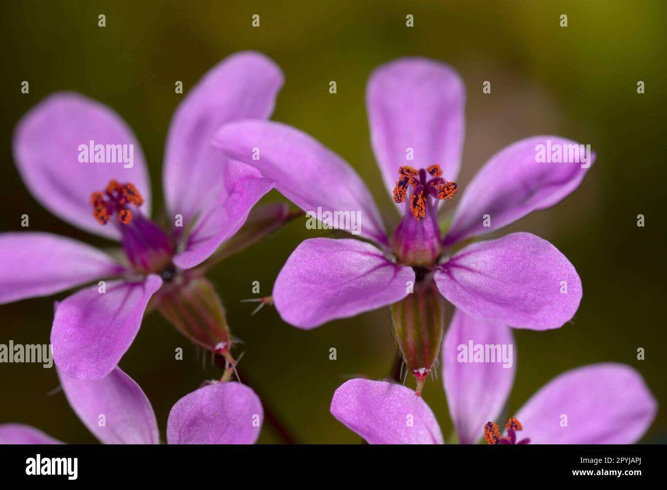 Storksbill hi-res stock photography and images - Alamy