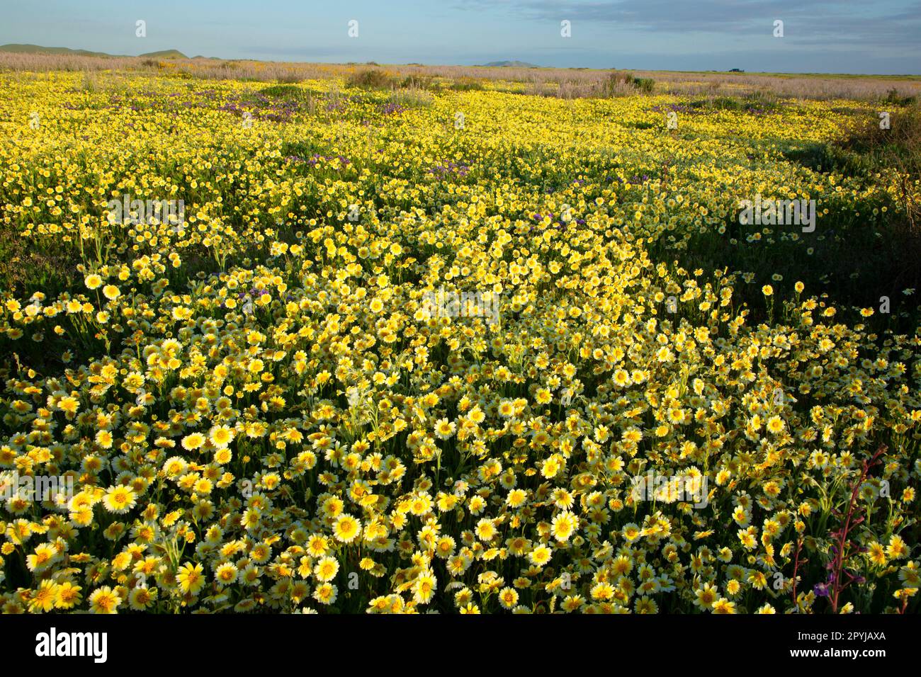 Munz's tidy-tips (Layia munzii), Carrizo Plain National Monument ...