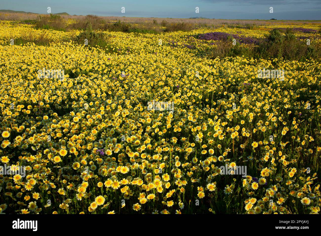 Munz's tidy-tips (Layia munzii), Carrizo Plain National Monument ...