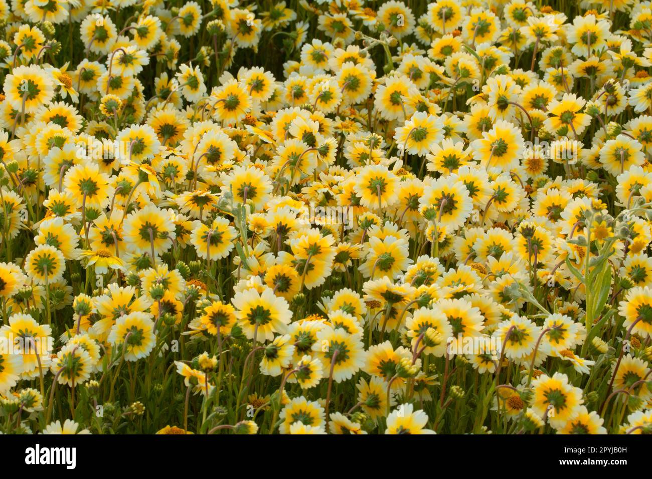 Munz's tidy-tips (Layia munzii), Carrizo Plain National Monument ...