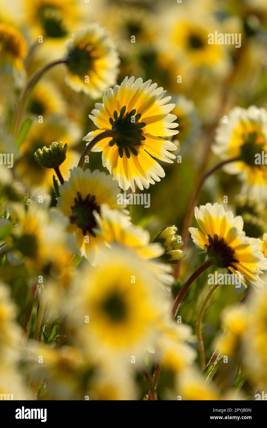 Munz's tidy-tips (Layia munzii), Carrizo Plain National Monument ...