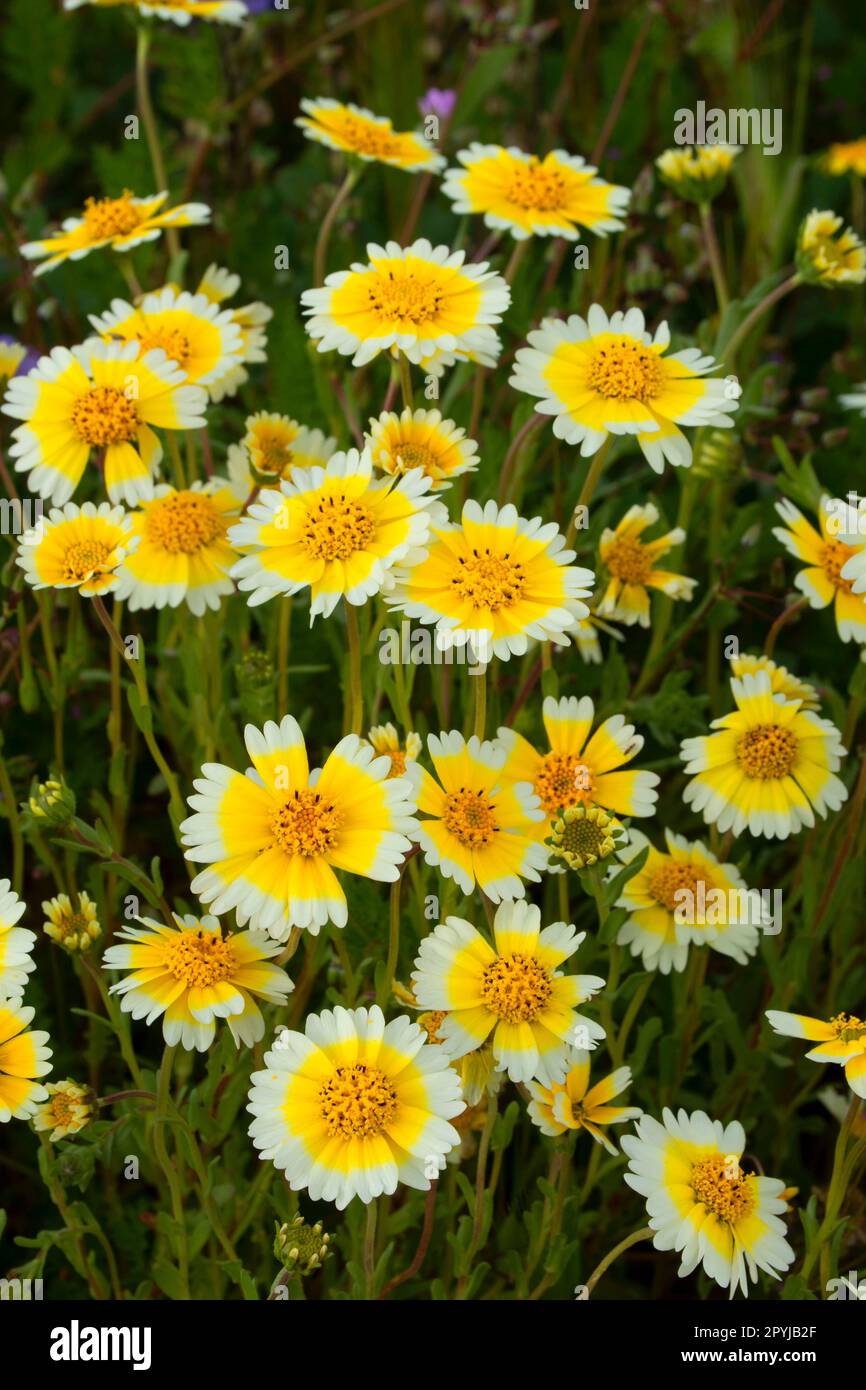 Munz's tidy-tips (Layia munzii), Carrizo Plain National Monument ...
