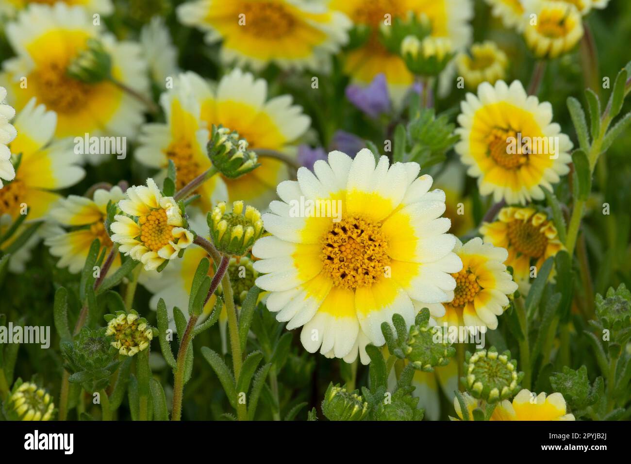 Munz's tidy-tips (Layia munzii), Carrizo Plain National Monument ...