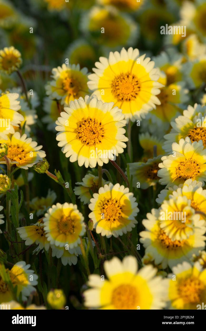 Munz's tidy-tips (Layia munzii), Carrizo Plain National Monument ...