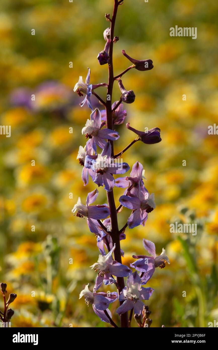 Recurved larkspur (Delphinium recurvatum) with Munz's tidy-tips (Layia ...