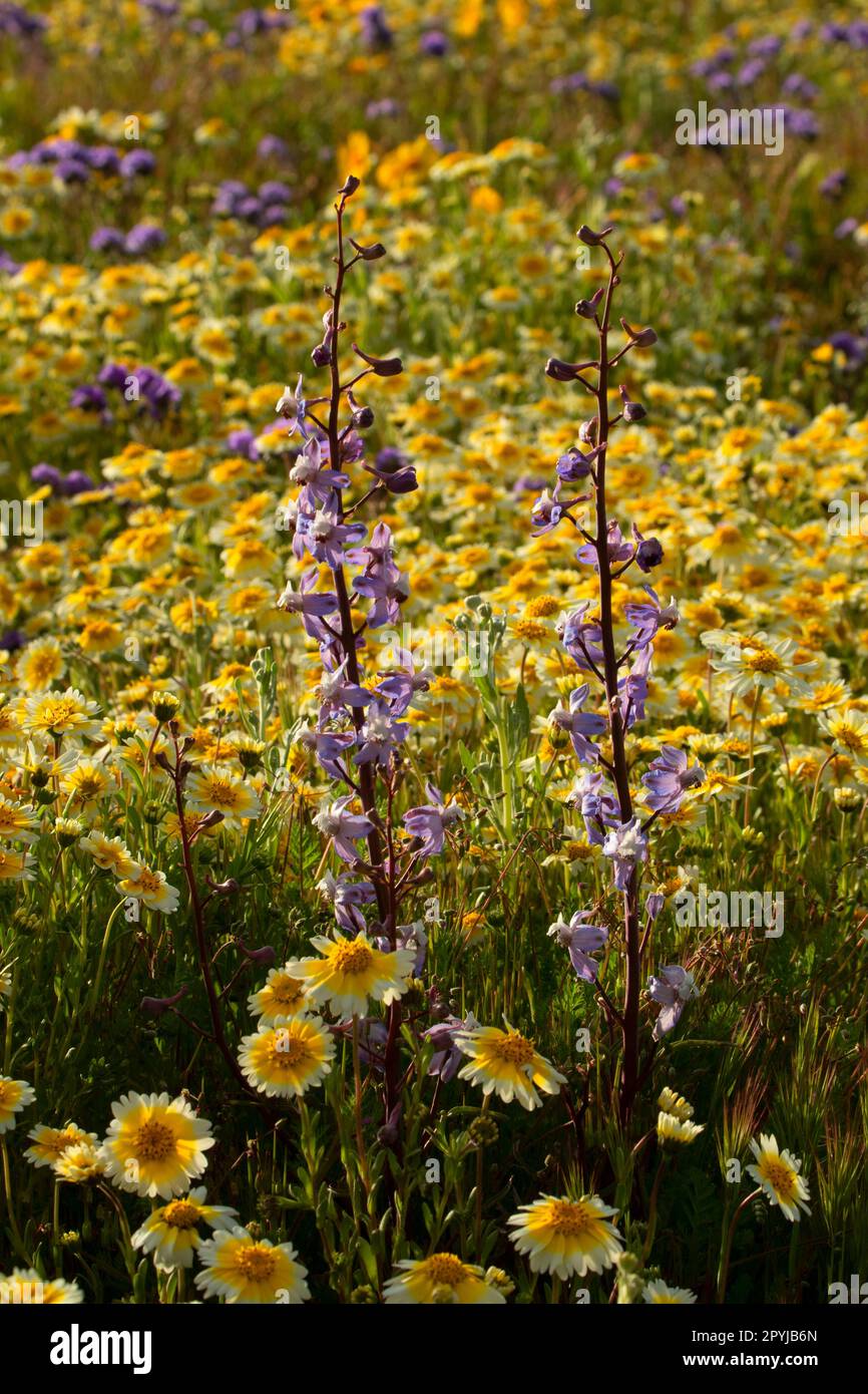 Recurved larkspur (Delphinium recurvatum) with Munz's tidy-tips (Layia ...