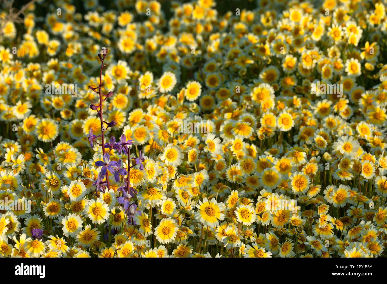 Recurved larkspur (Delphinium recurvatum) with Munz's tidy-tips (Layia ...