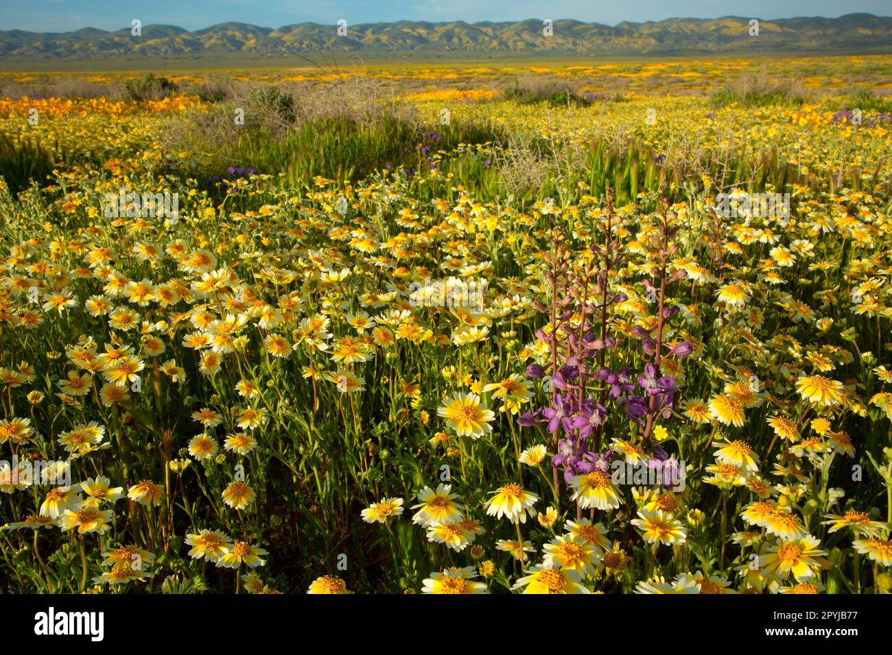 Recurved larkspur (Delphinium recurvatum) with Munz's tidy-tips (Layia ...