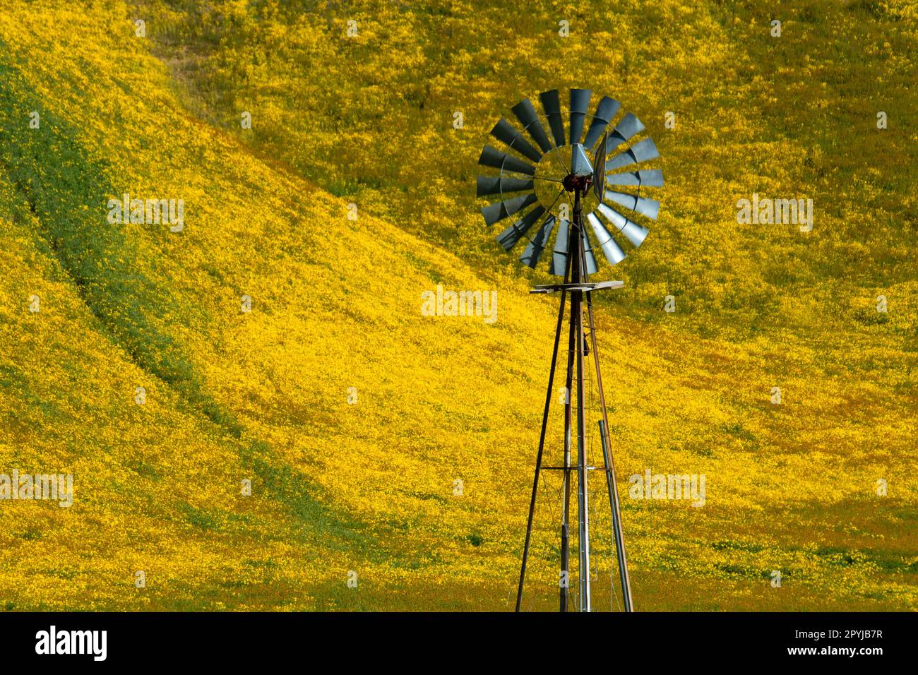California superbloom wildflowers hi-res stock photography and images ...