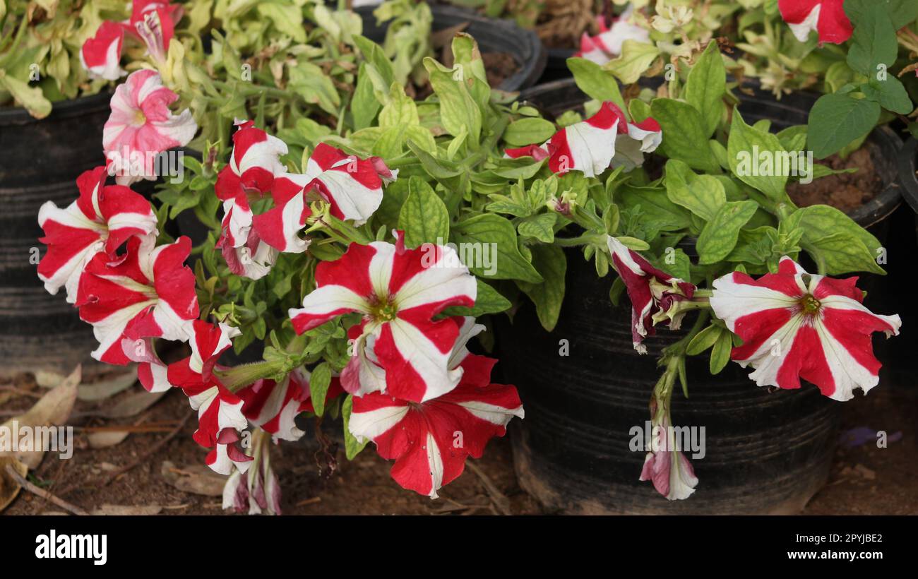 Petunia red hi-res stock photography and images - Alamy