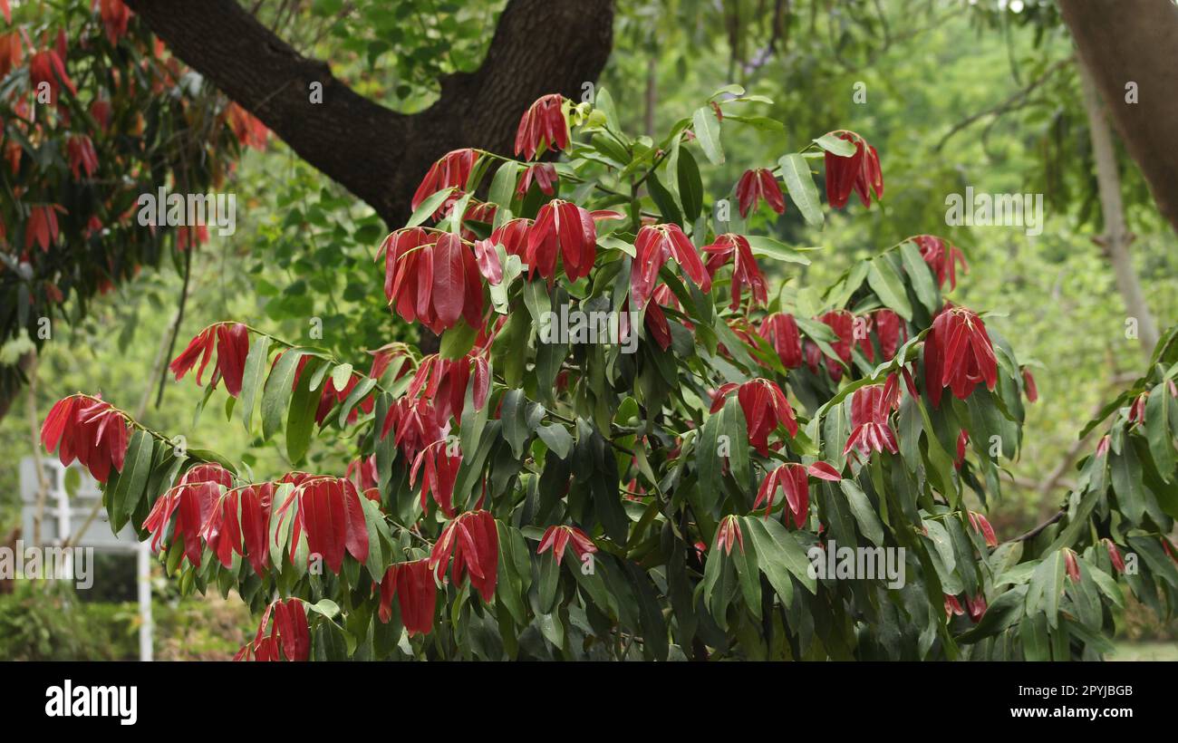 cinnamon tree in a garden Stock Photo - Alamy