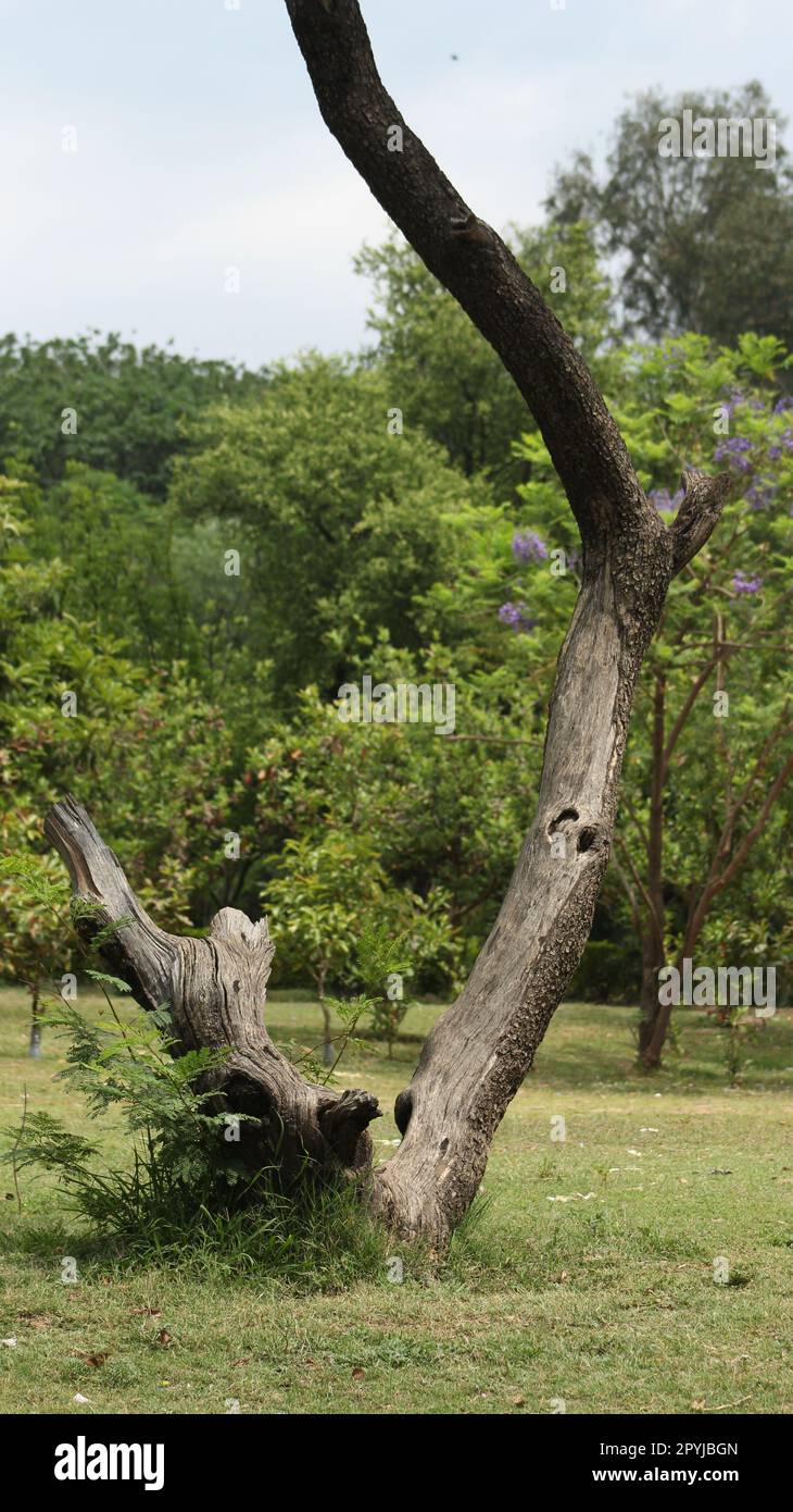 Tree stump shadow hi-res stock photography and images - Alamy