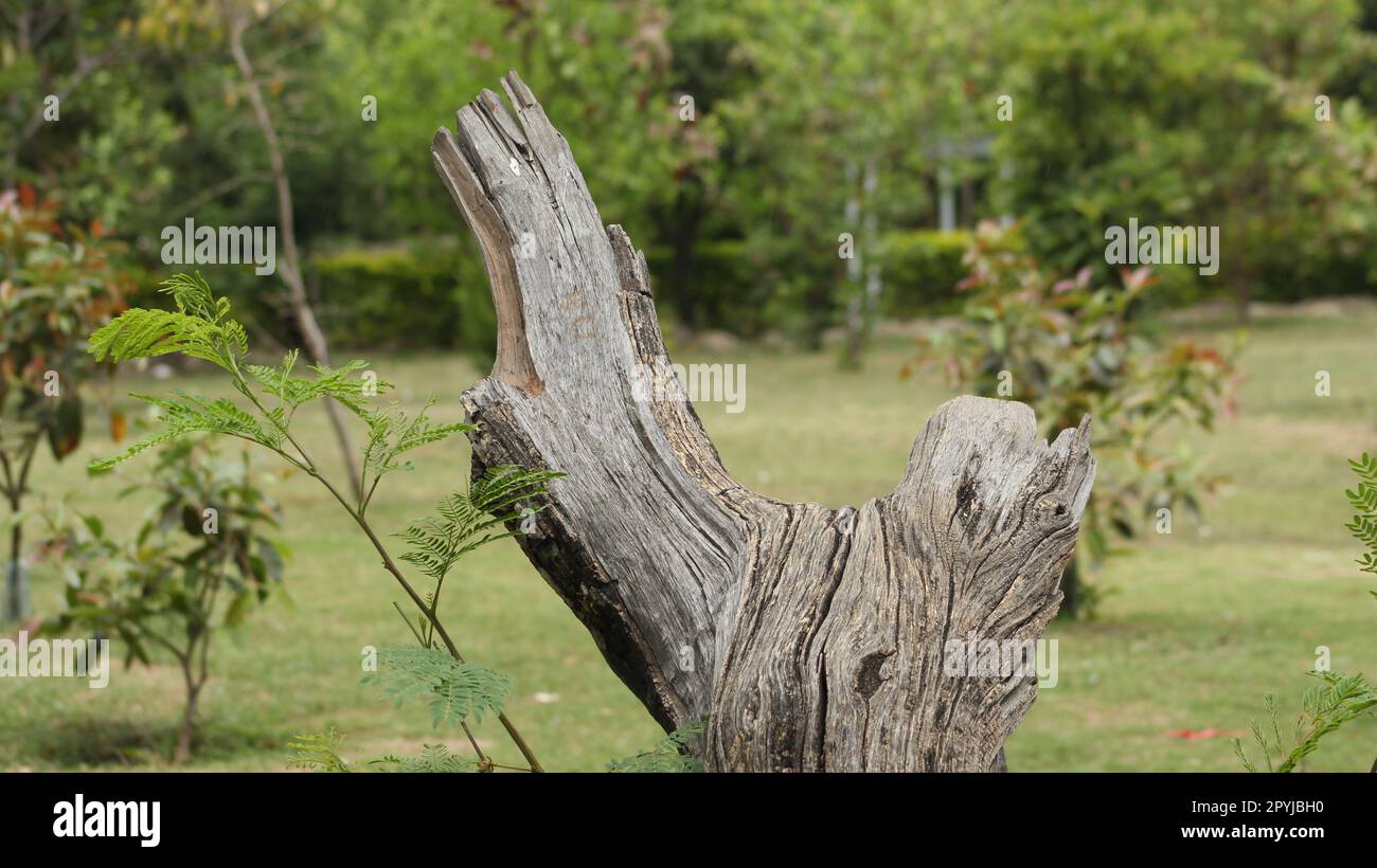 Tree stump shadow hi-res stock photography and images - Alamy