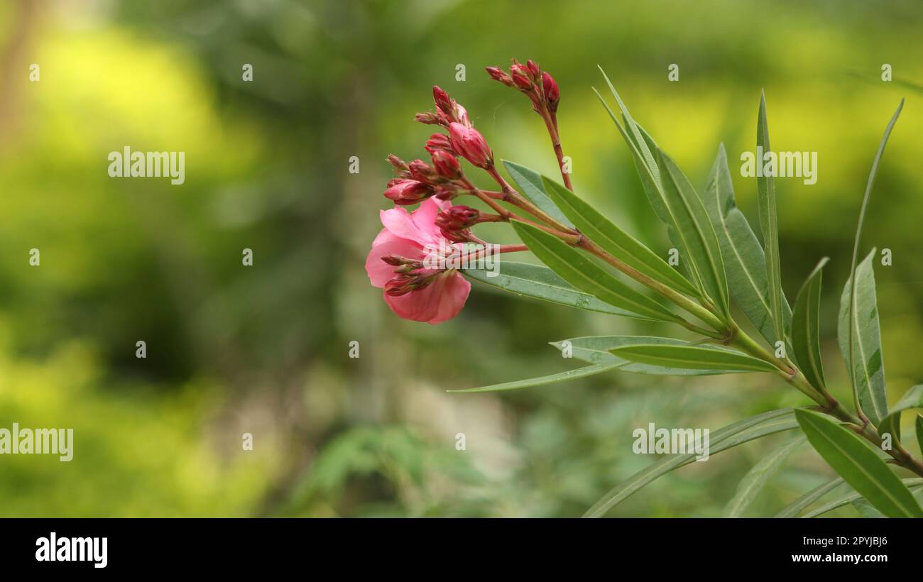 Oleander A toxic plant with blur background Stock Photo - Alamy