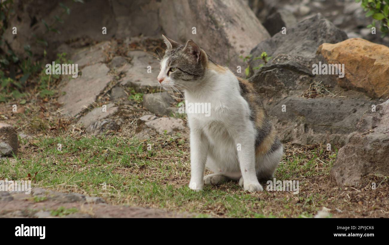 beautiful cat attention looking Stock Photo - Alamy