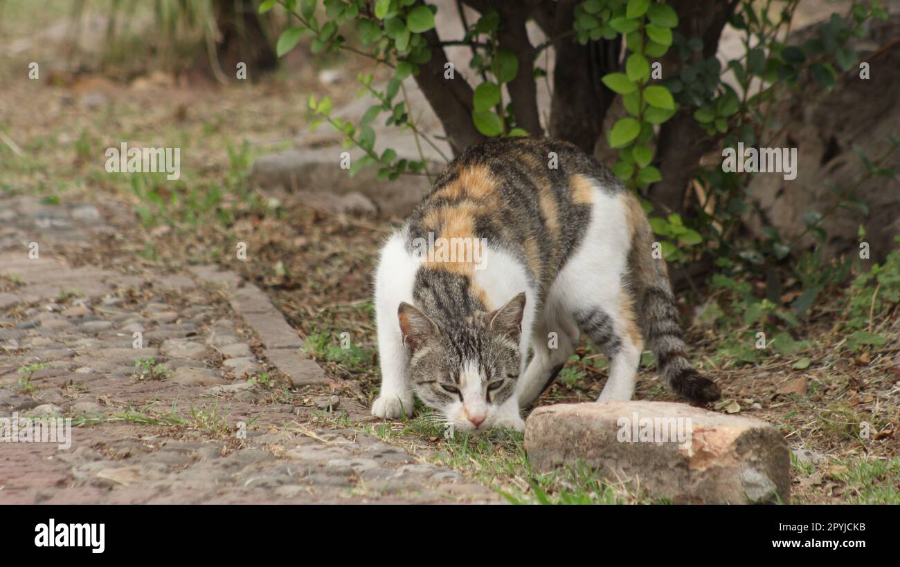 beautiful cat on a ground path Stock Photo - Alamy