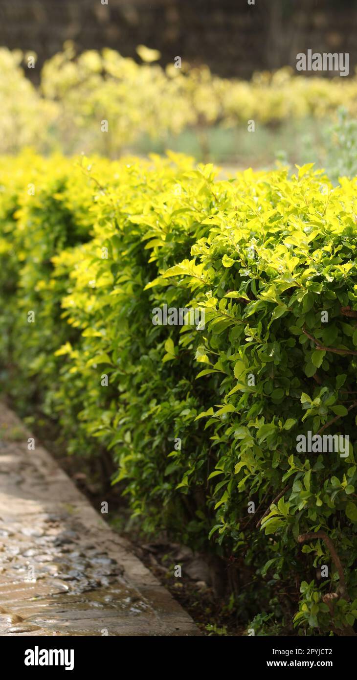 Japanese spindle or masaki euonymus japonicus hi-res stock photography ...
