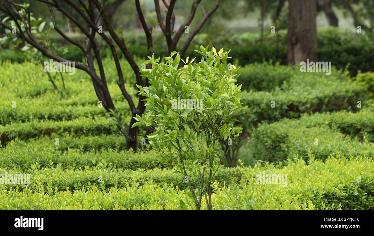 Euonymus japonicus plant garden Stock Photo - Alamy