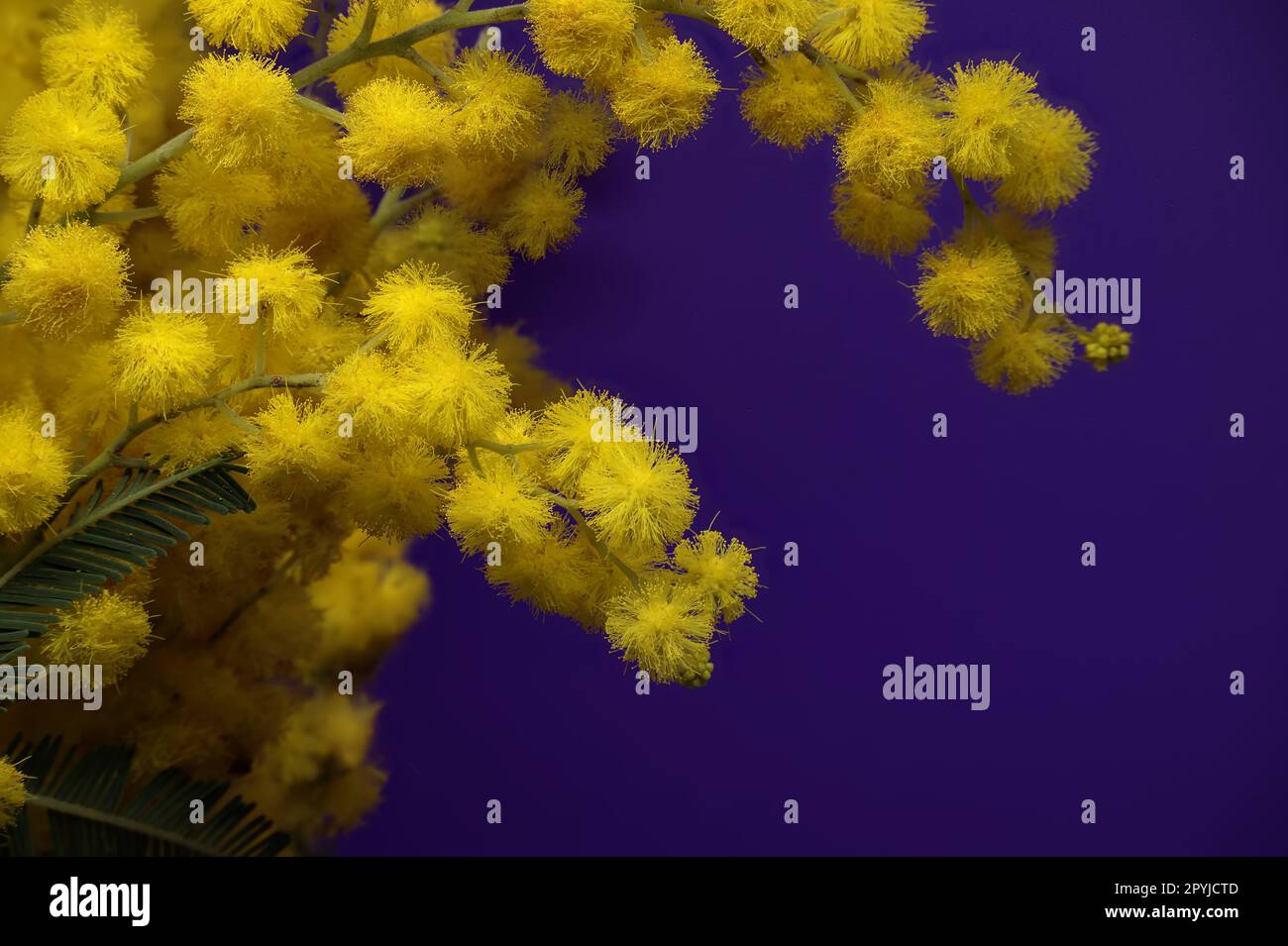 Mimosa flowers bunch, yellow fluffy balls and leaves in close-up over ...