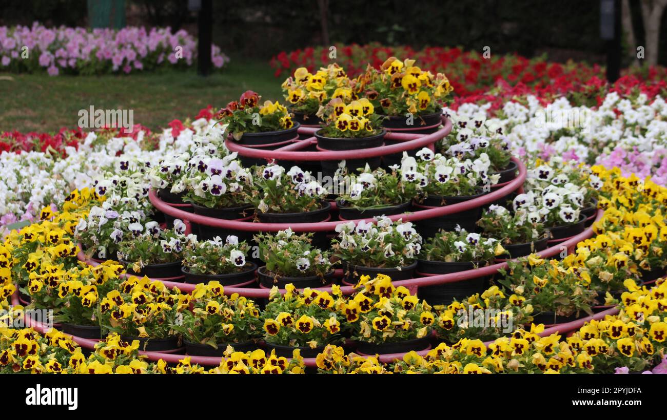 colorful flowers pot in a garden Stock Photo - Alamy