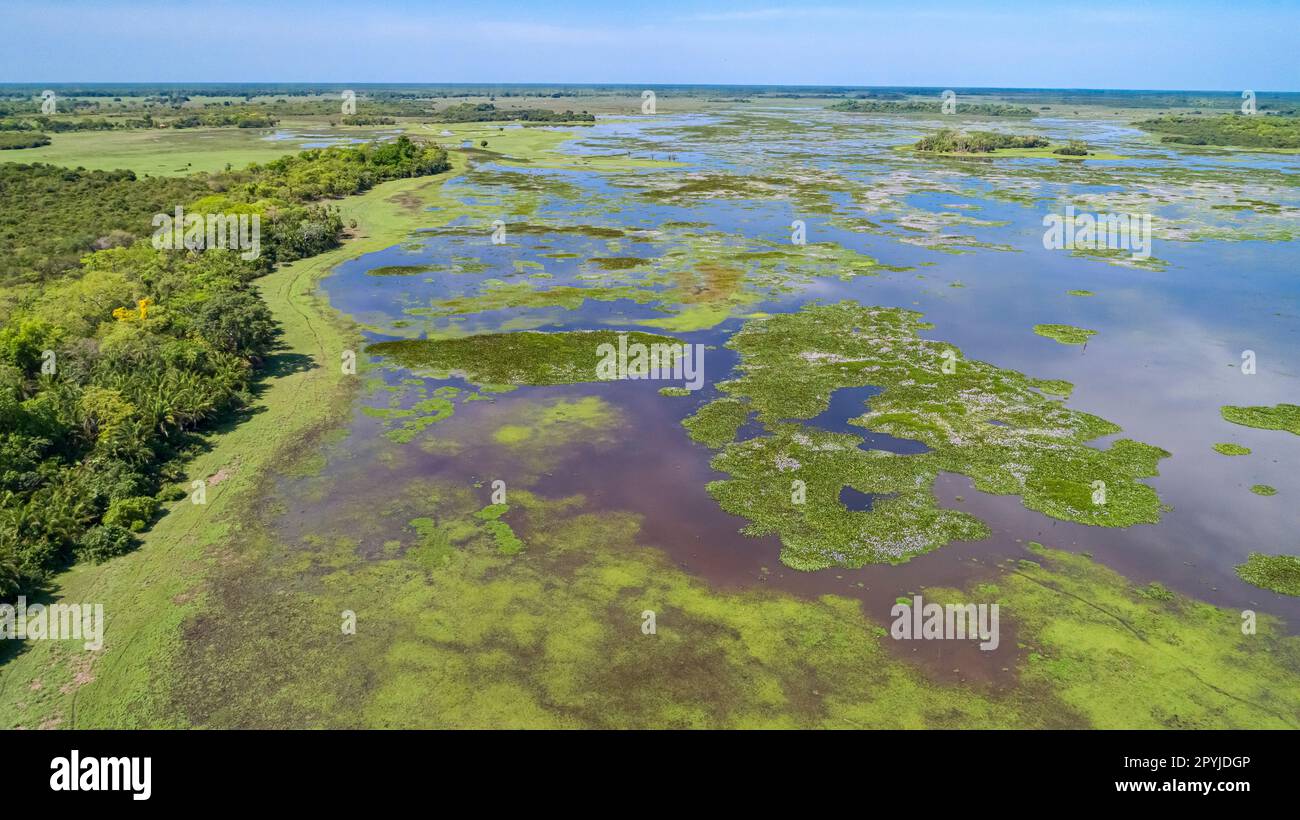 Natural flood plain trees hi-res stock photography and images - Alamy