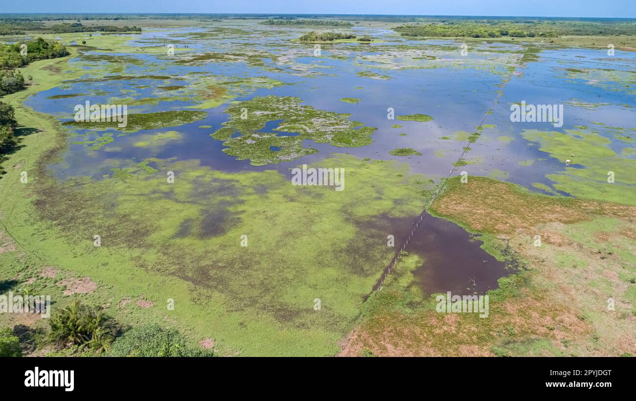 Aerial view of a flood plain with a fence and cattle in the Pantanal ...