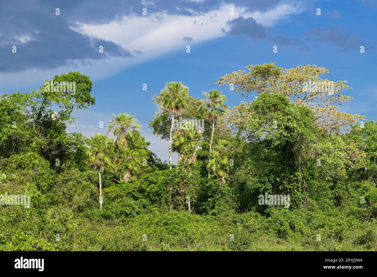 View to typical forest against blue sky and white clouds, Pantanal ...