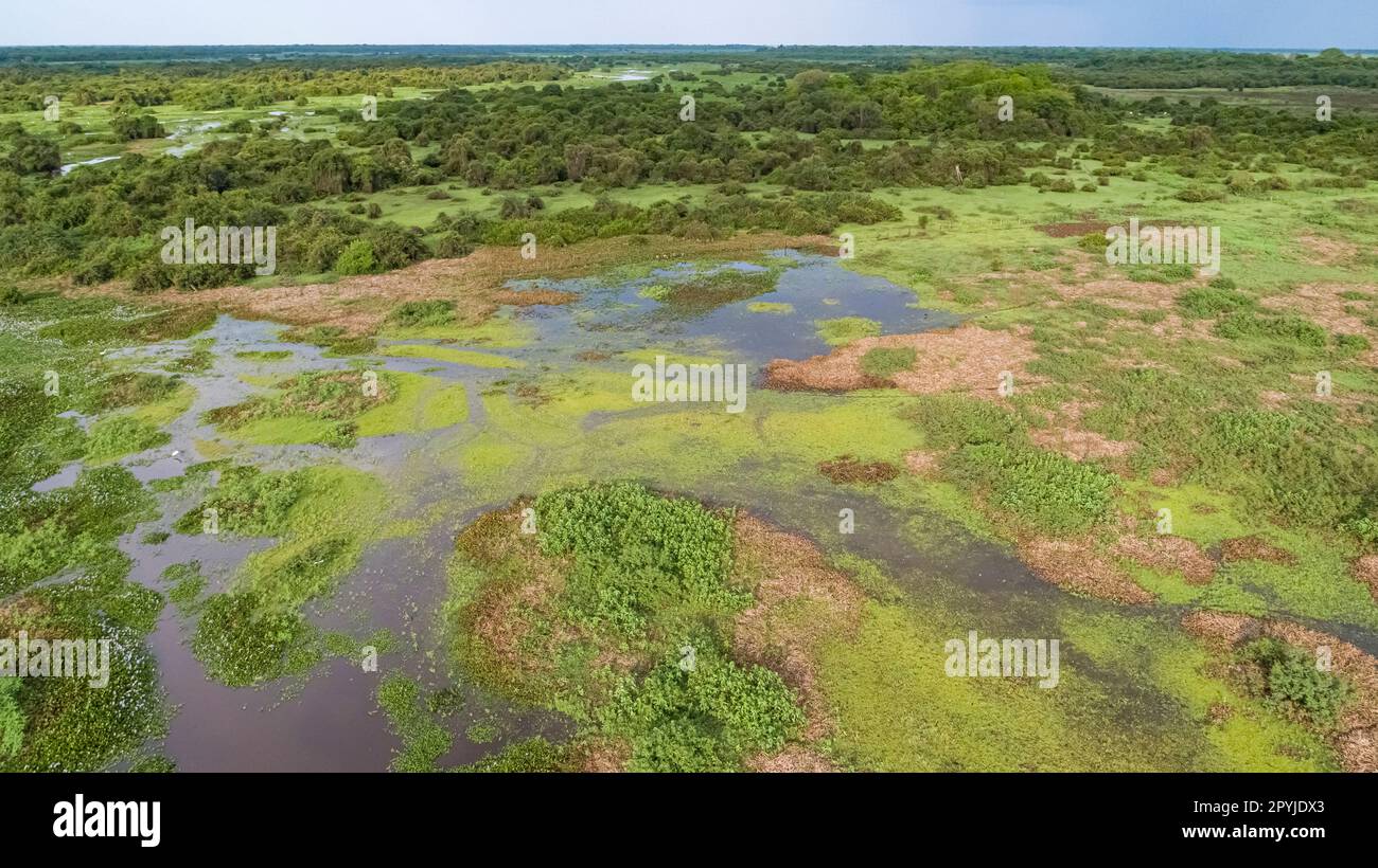 Aerial shot of typical Pantanal Wetlands landscape with cattle grazing ...