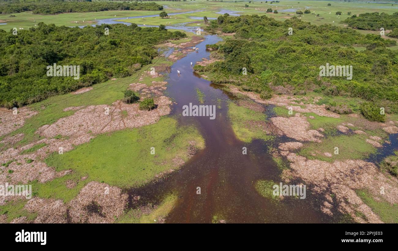 Aerial shot of typical Pantanal Wetlands landscape with cattle grazing ...