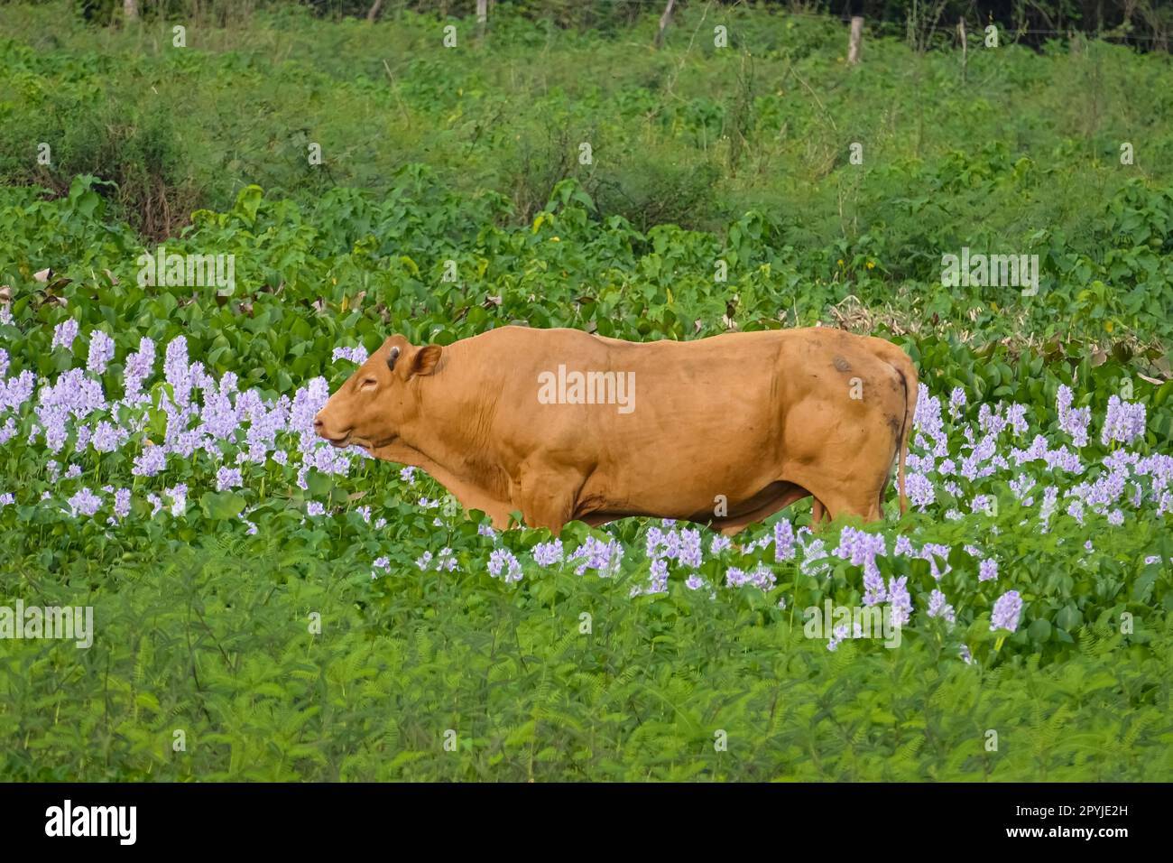 Gorgeous brown cattle in a meadow with water hyacinths in bloom ...